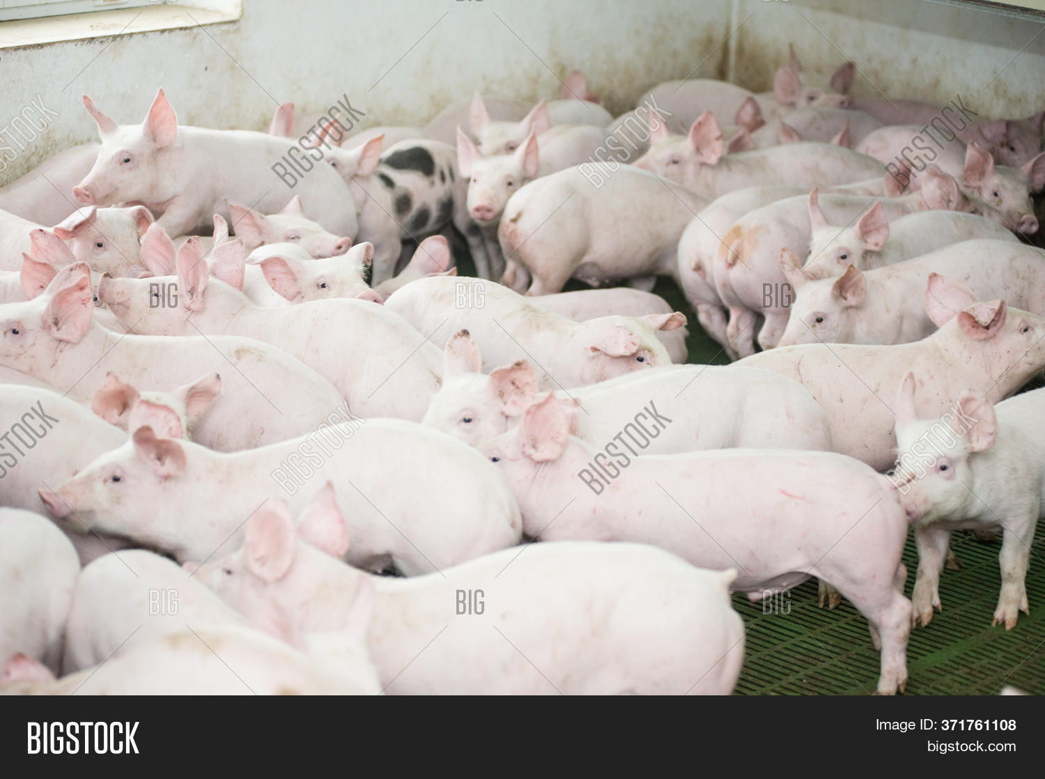 Pig Factory Farming Image & Photo (Free Trial) | Bigstock
