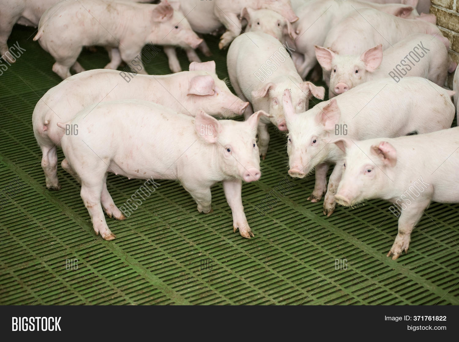 Pig Factory Farming Image & Photo (Free Trial) | Bigstock