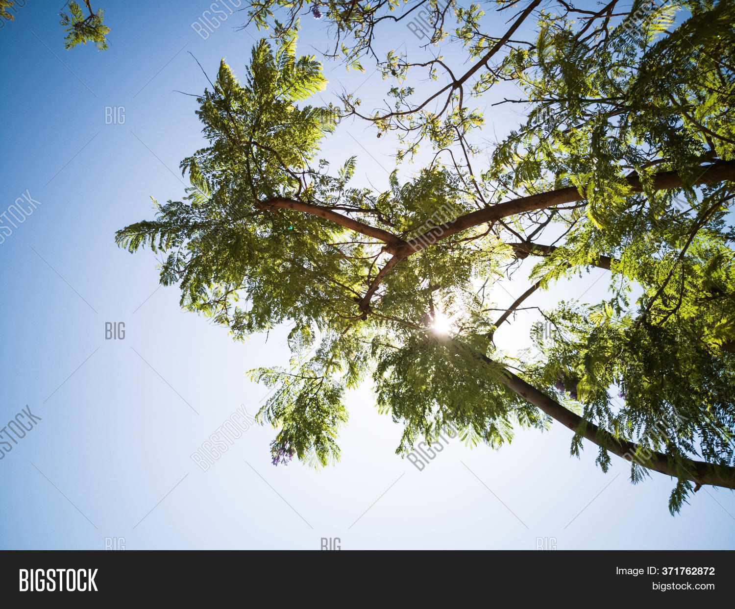 Branches Tree Directly Image & Photo (Free Trial) | Bigstock