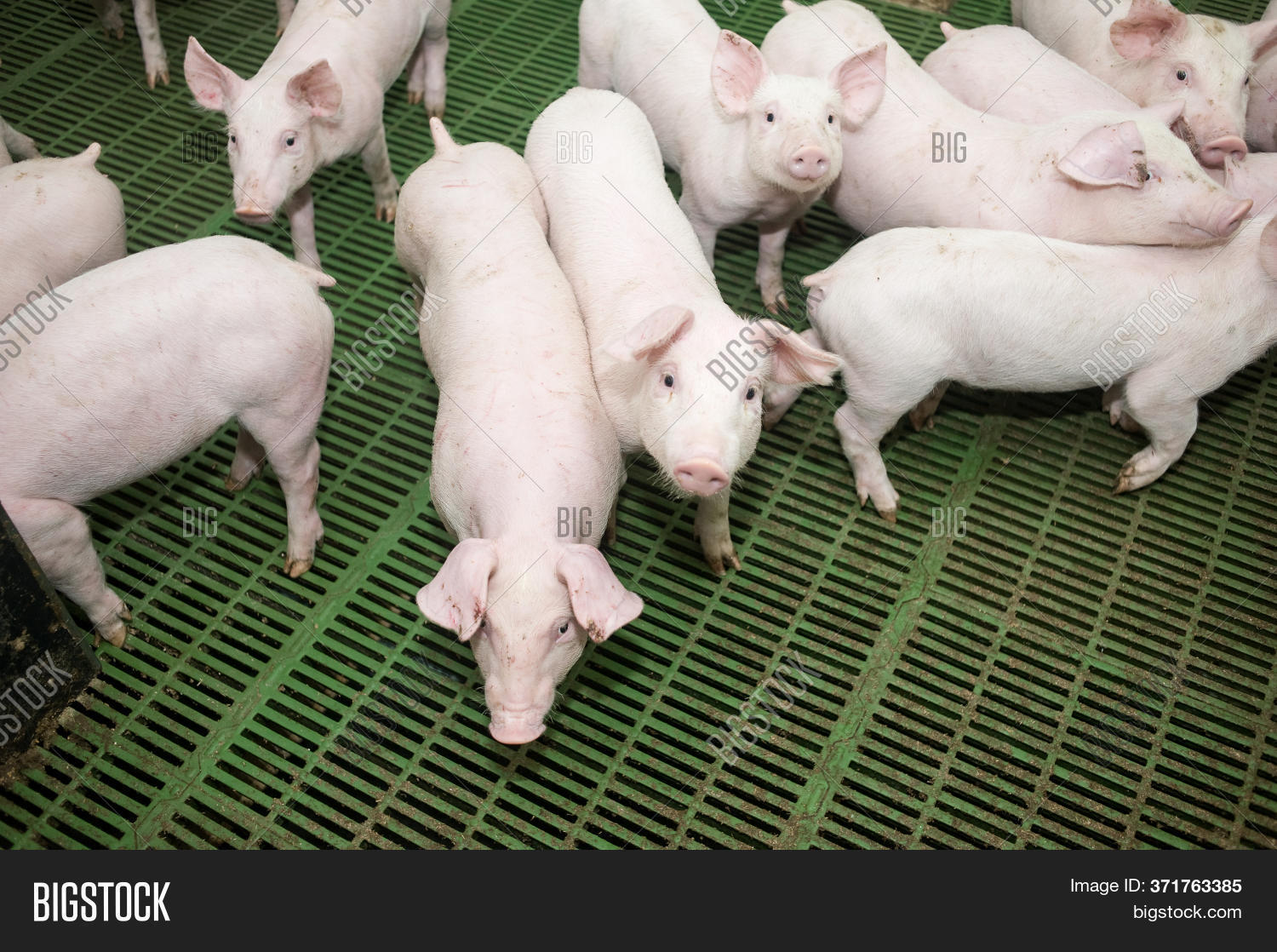 Pig Factory Farming Image & Photo (Free Trial) | Bigstock