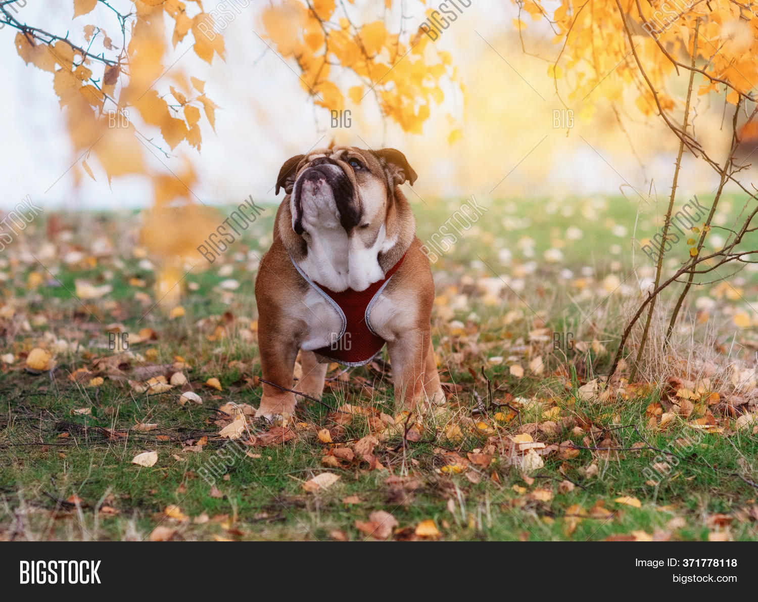 Red English Bulldogs Image & Photo (Free Trial) | Bigstock