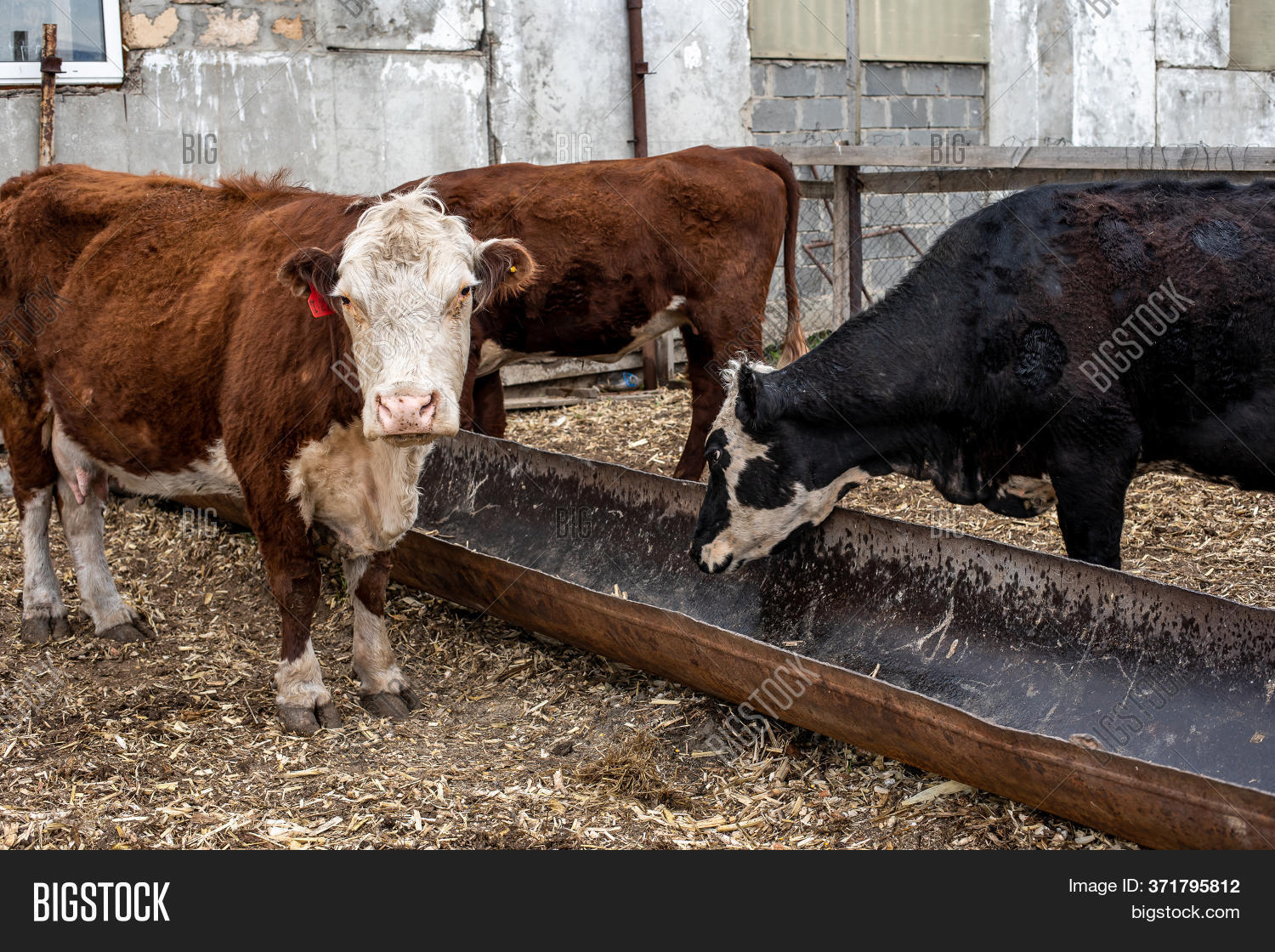 Cows On Farm Stall. Image & Photo (Free Trial) | Bigstock