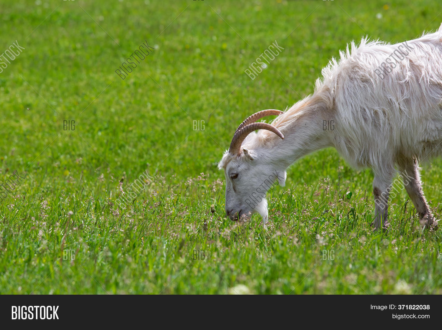 White Horned Goat Image & Photo (Free Trial) | Bigstock