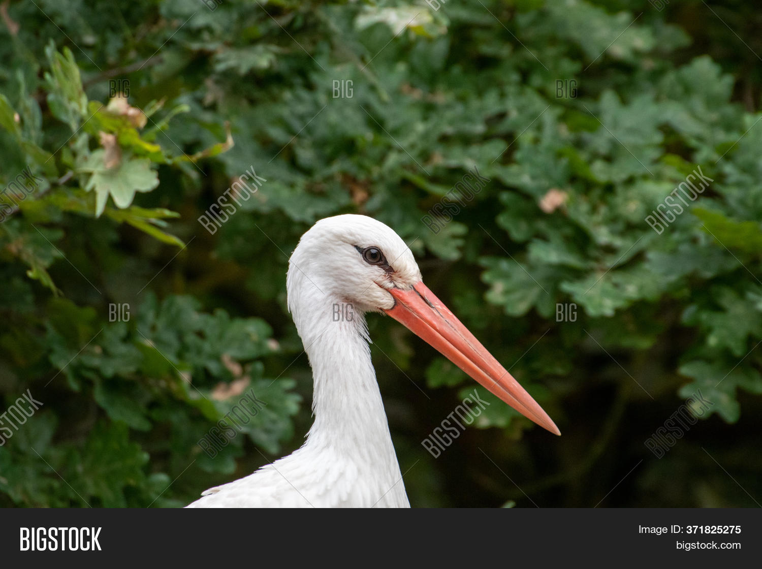 Close Stork Animal Image & Photo (Free Trial) | Bigstock