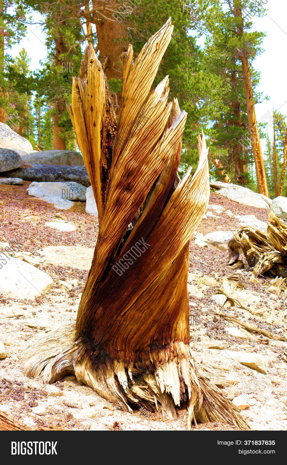 Remnants Lodgepole Image & Photo (Free Trial) | Bigstock