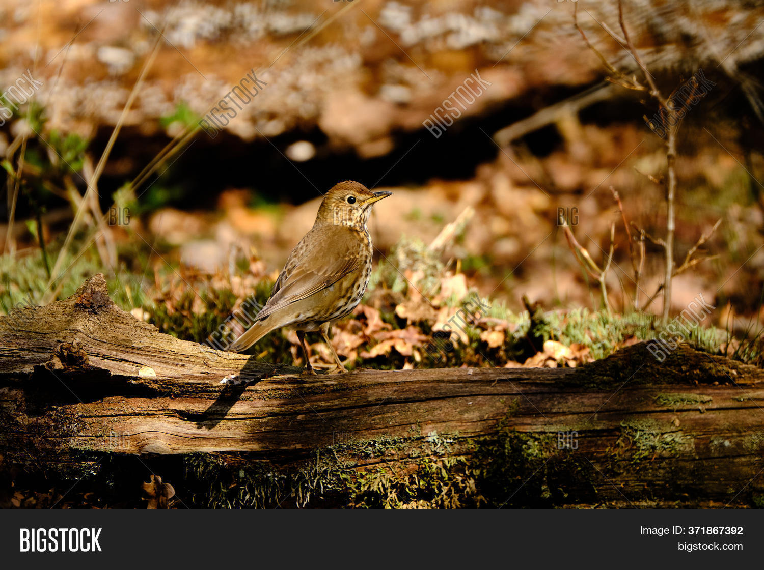 European Song Thrush Image & Photo (Free Trial) | Bigstock