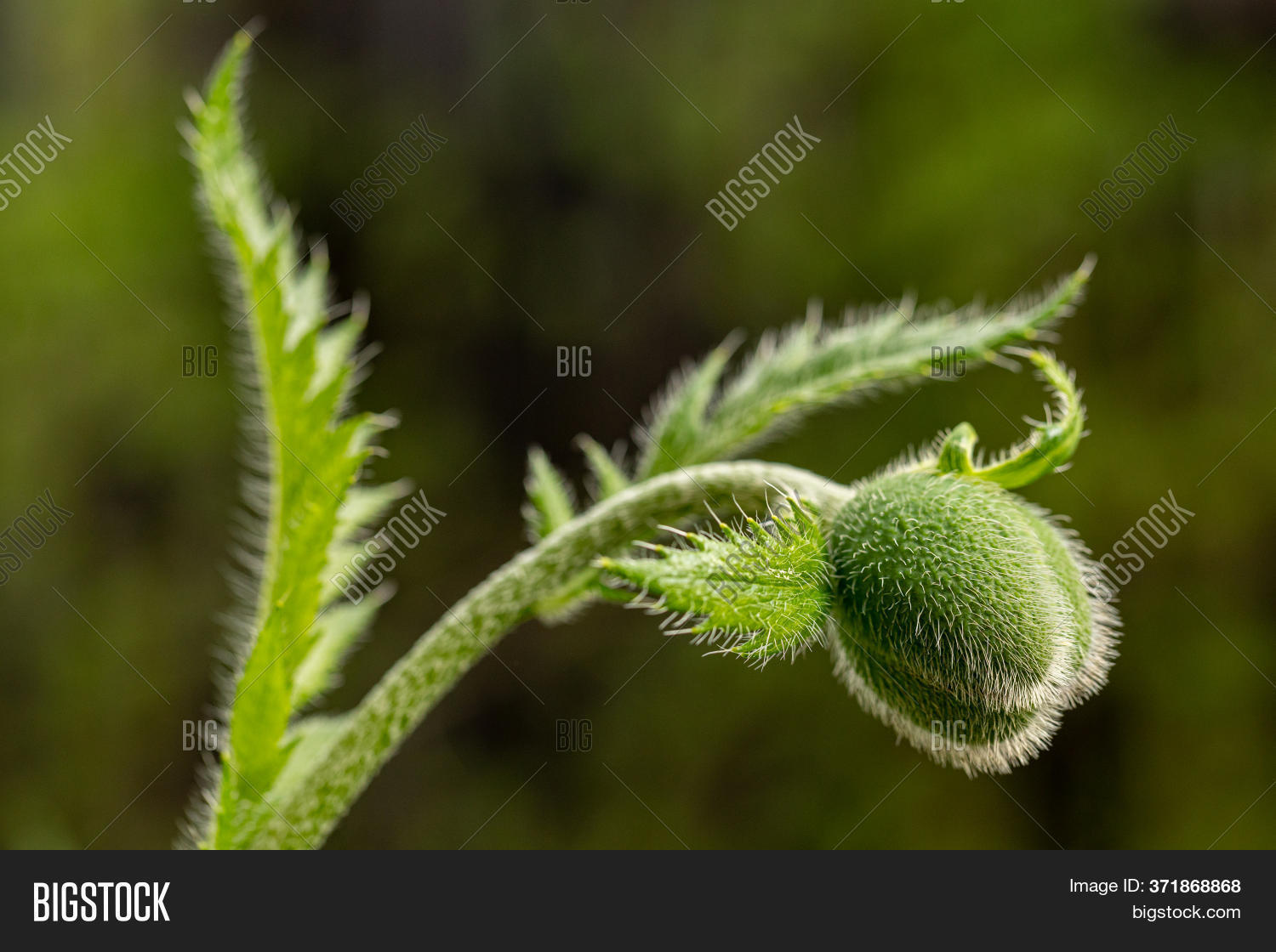 Green Poppy On Green Image & Photo (Free Trial) | Bigstock