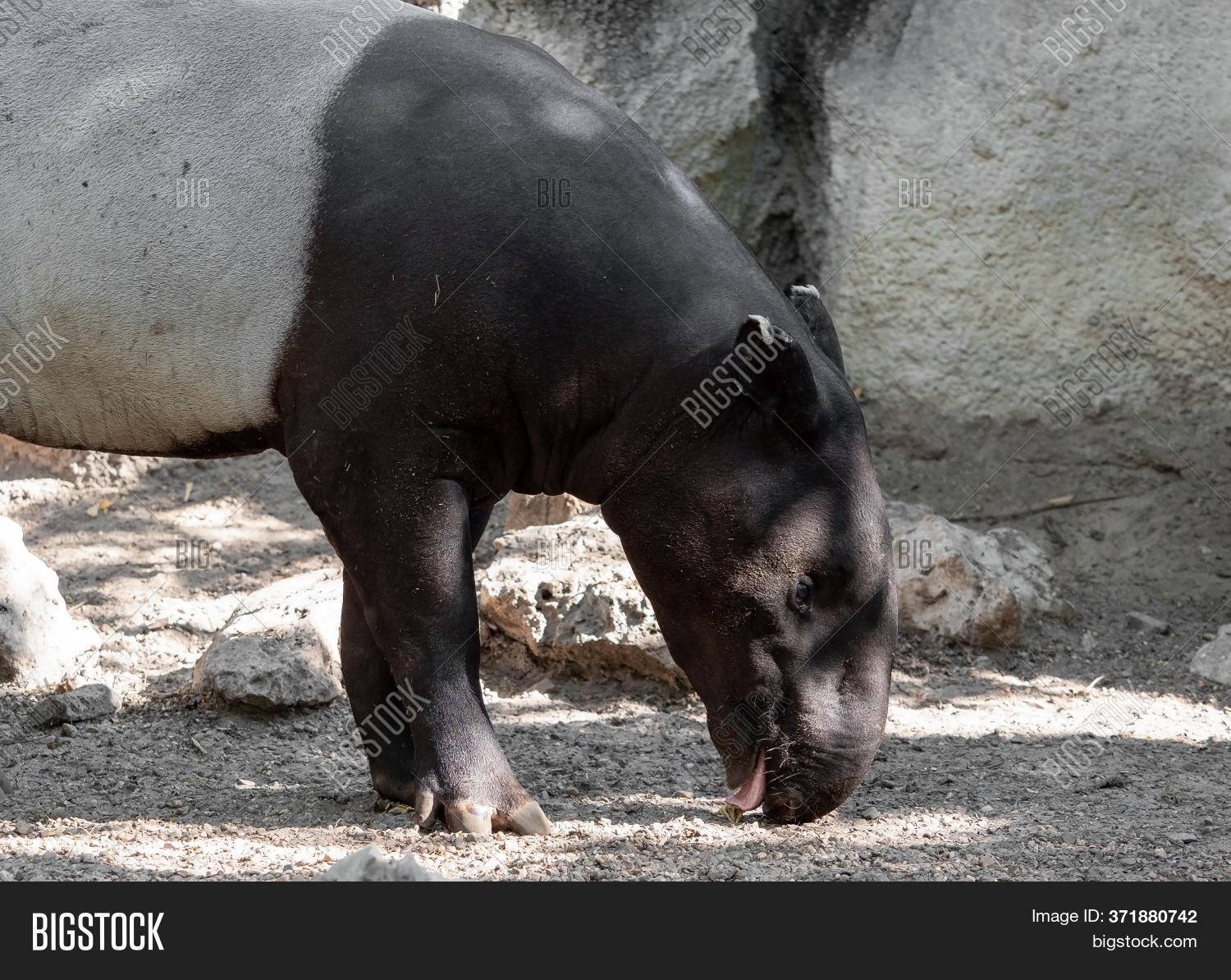 Closeup Malayan Tapir Image & Photo (Free Trial) | Bigstock