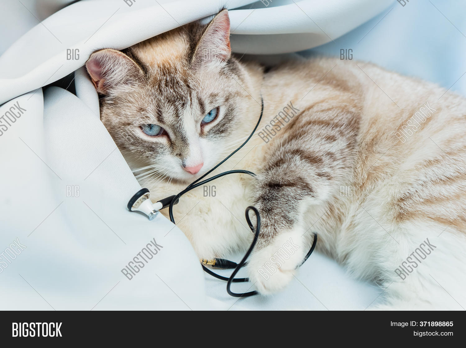 Cat Wrapped Wires Image & Photo (Free Trial) | Bigstock