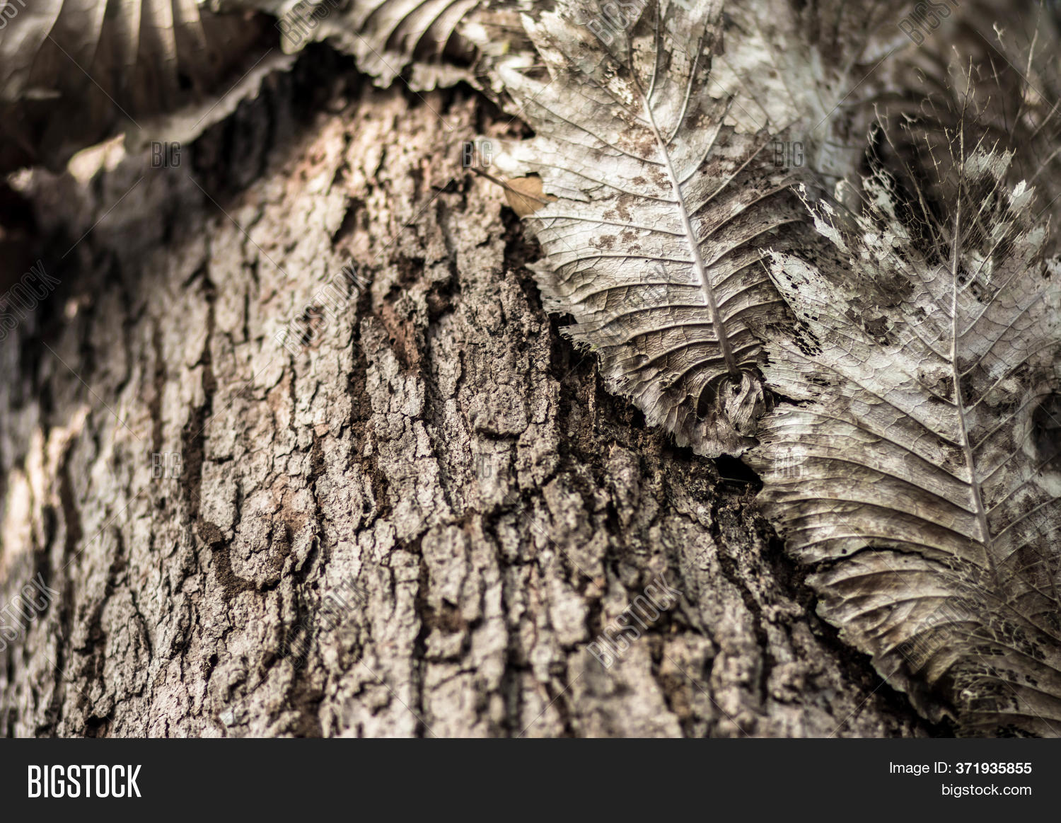 Close Tree Parasite Image & Photo (Free Trial) | Bigstock
