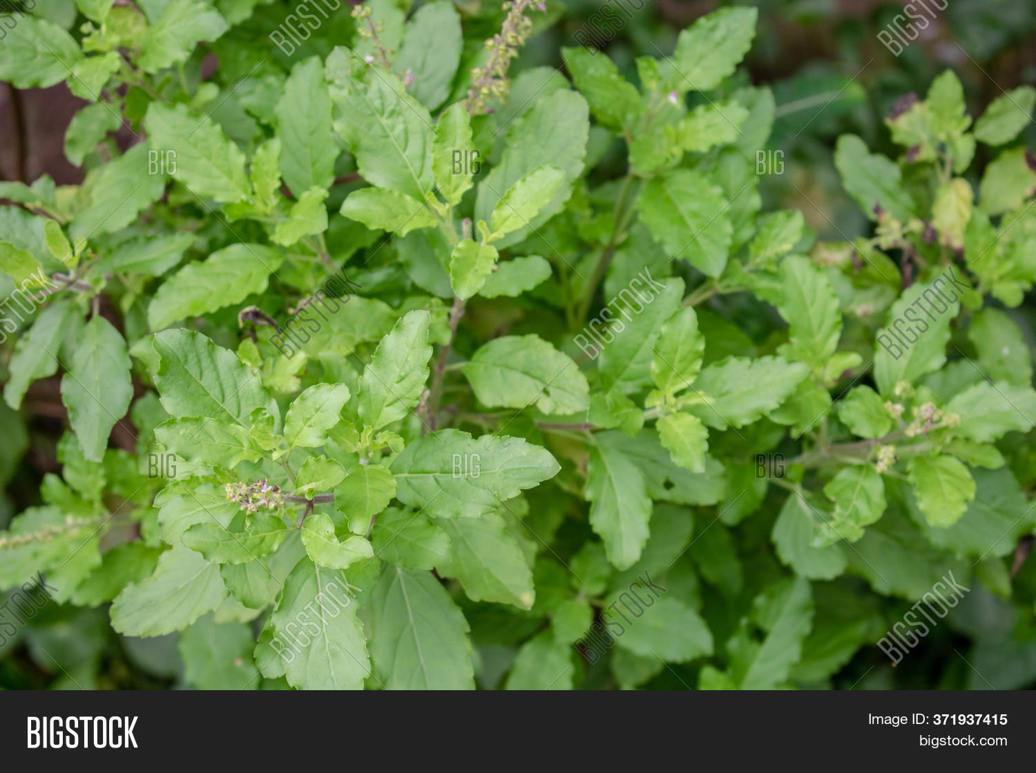 Green Leaves Small Image & Photo (Free Trial) | Bigstock