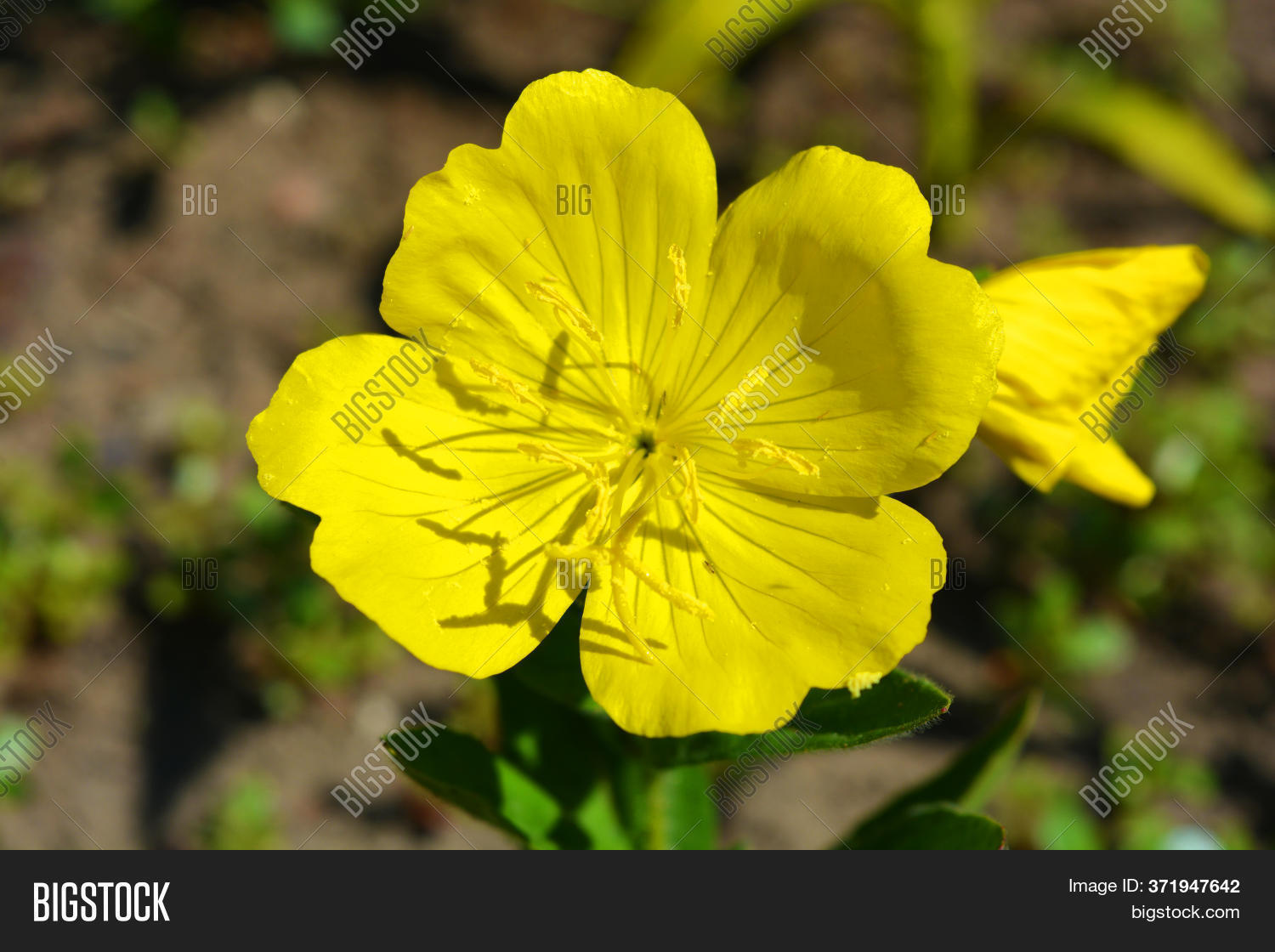 Yellow Large Flowers Image & Photo (Free Trial) | Bigstock