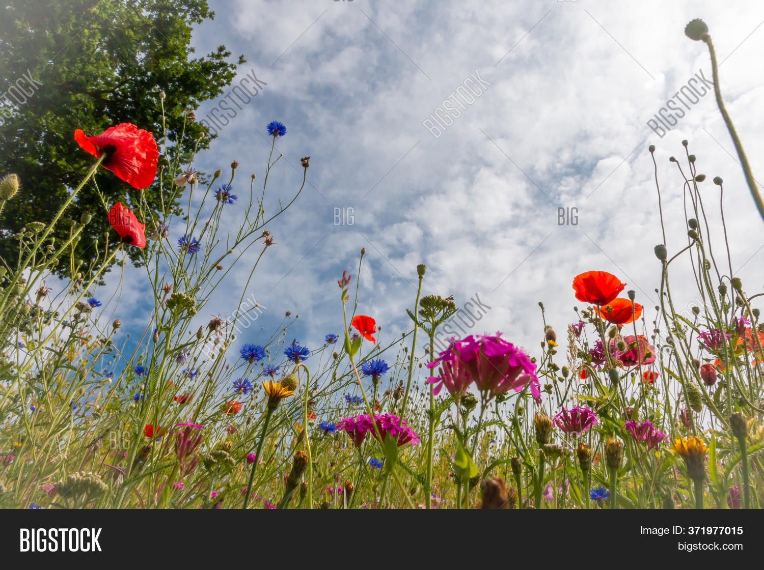 Wild Flowers Field Image & Photo (Free Trial) | Bigstock