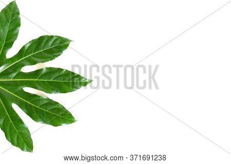 Green Aralia Leaf On Image & Photo (Free Trial) | Bigstock