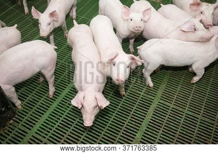 Pig Factory Farming Image & Photo (Free Trial) | Bigstock
