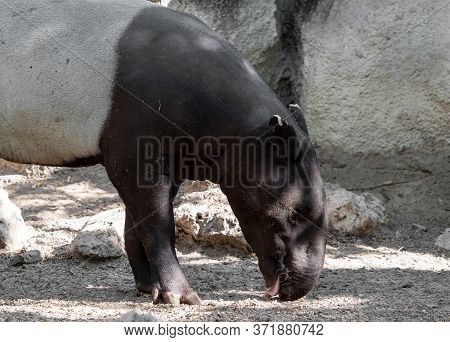 Closeup Malayan Tapir Image & Photo (Free Trial) | Bigstock