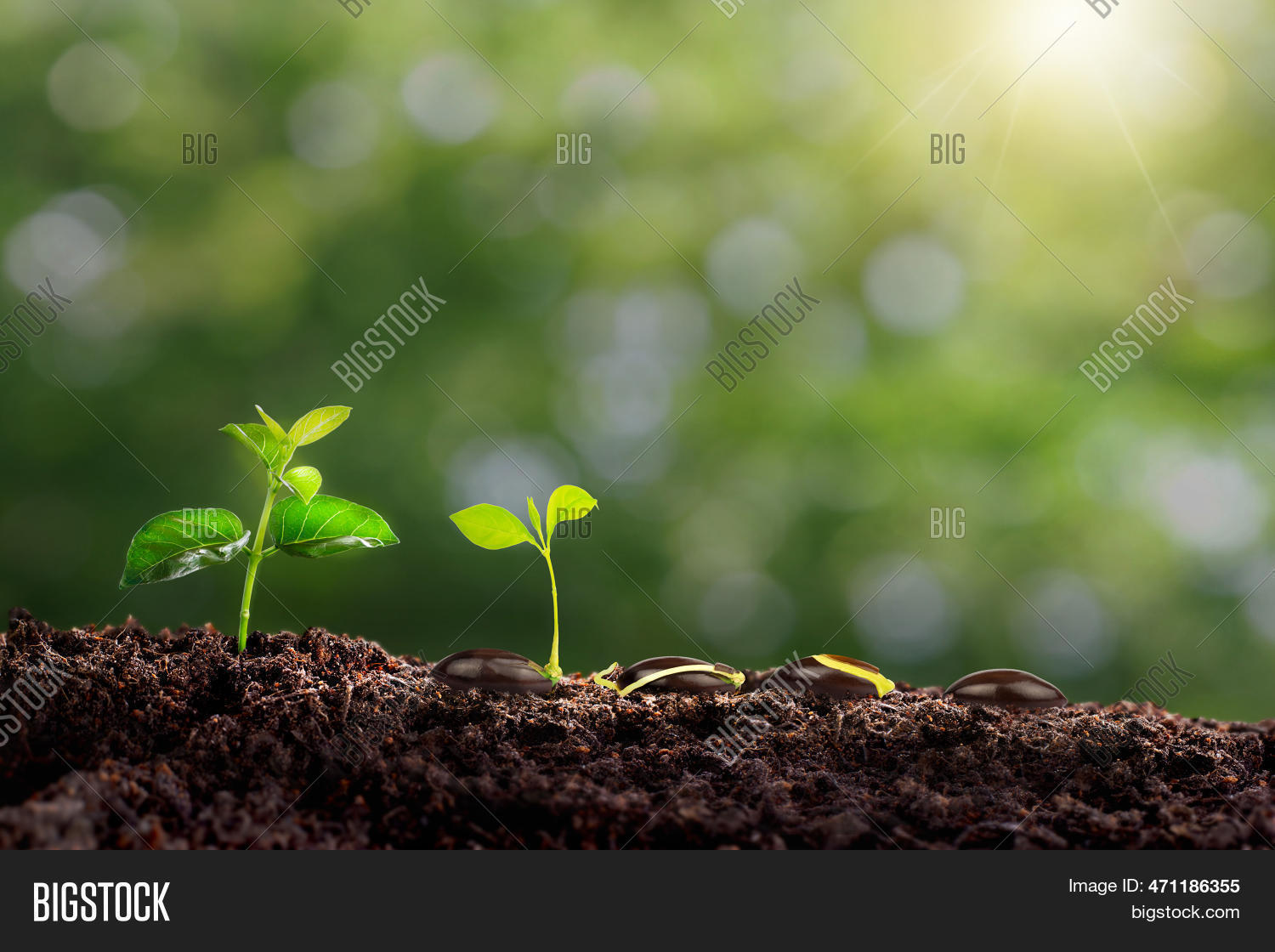 Small Tree Planted Image & Photo (Free Trial) | Bigstock