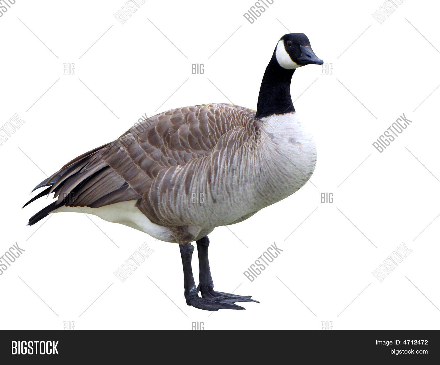 Male Goose Image & Photo (Free Trial) | Bigstock
