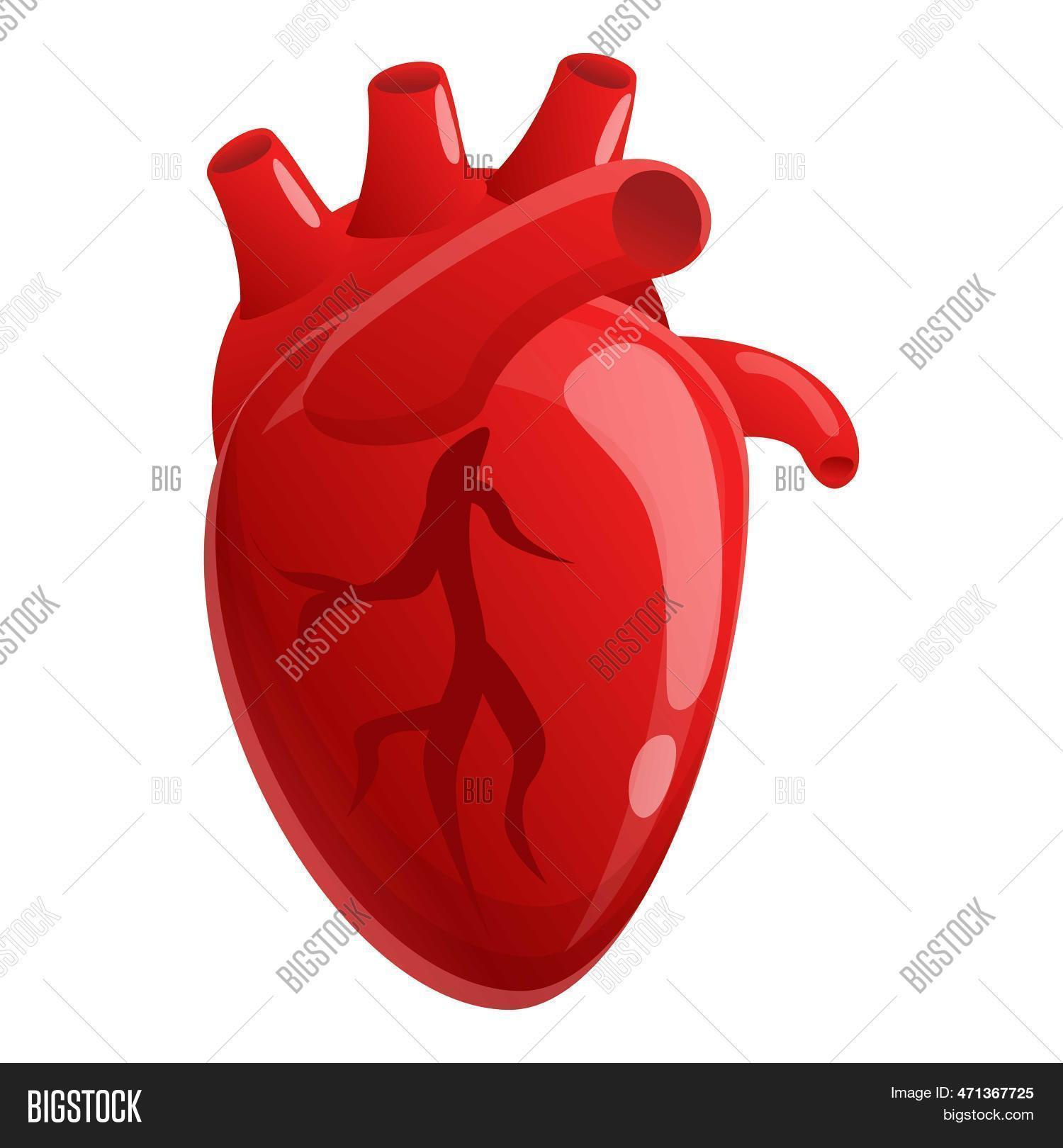 Muscle Human Heart Image & Photo (Free Trial) | Bigstock