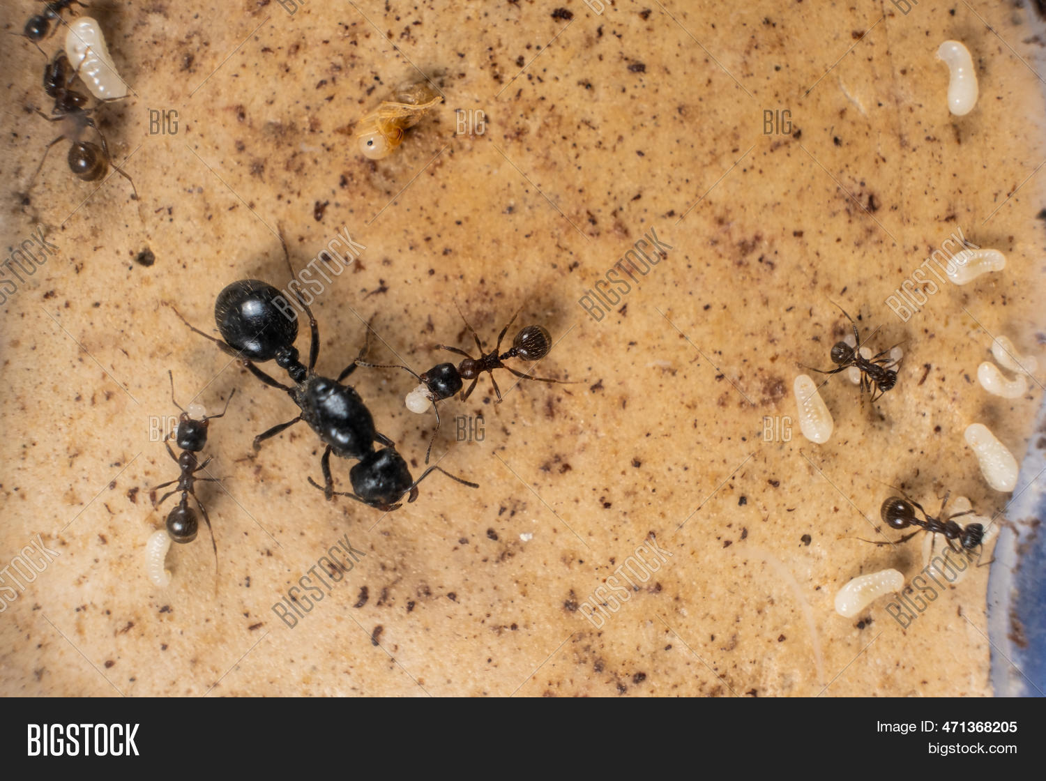 Ant Queen Worker Ants Image & Photo (Free Trial) | Bigstock