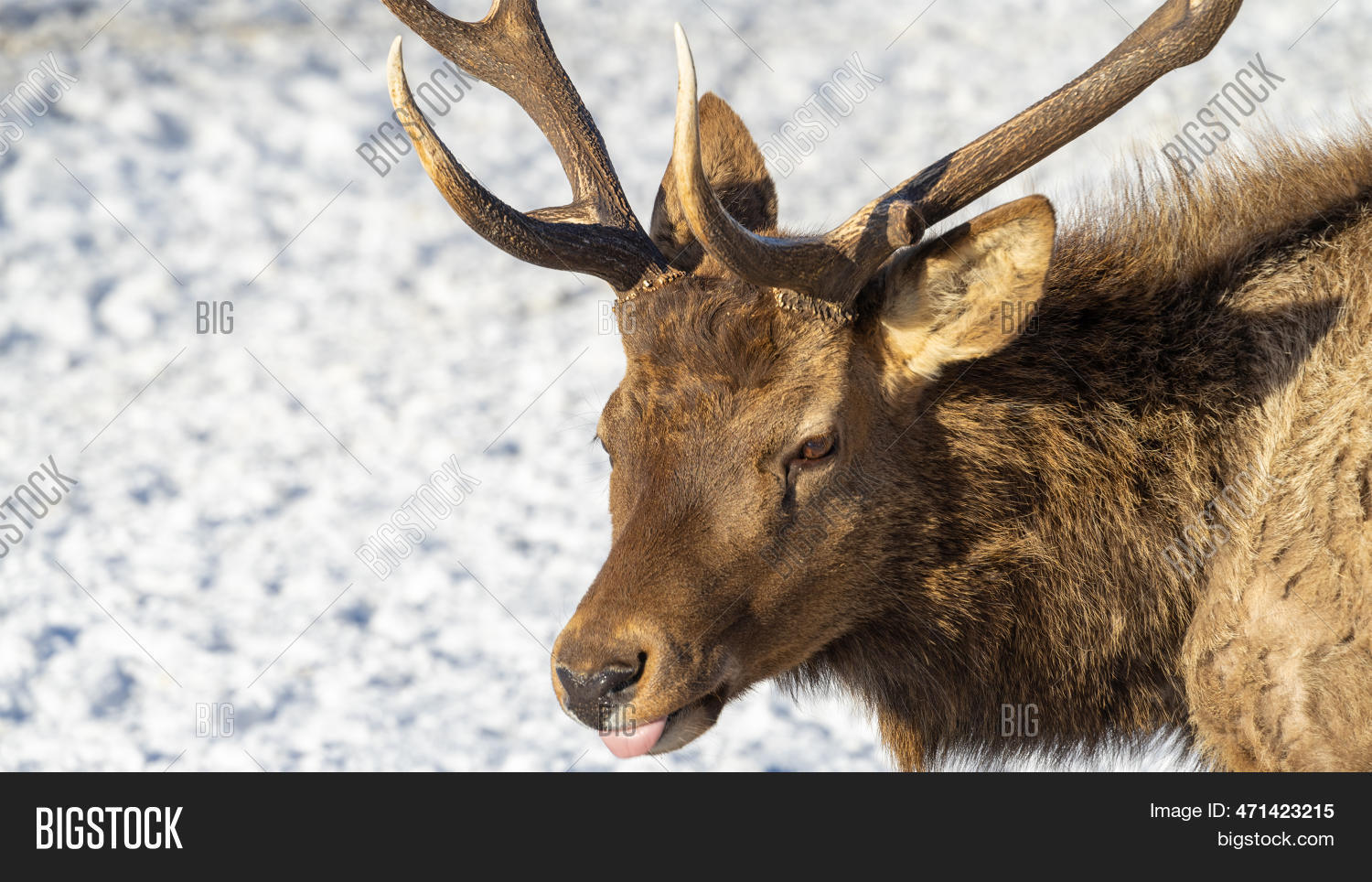 Head Male Maral Wapiti Image & Photo (Free Trial) | Bigstock