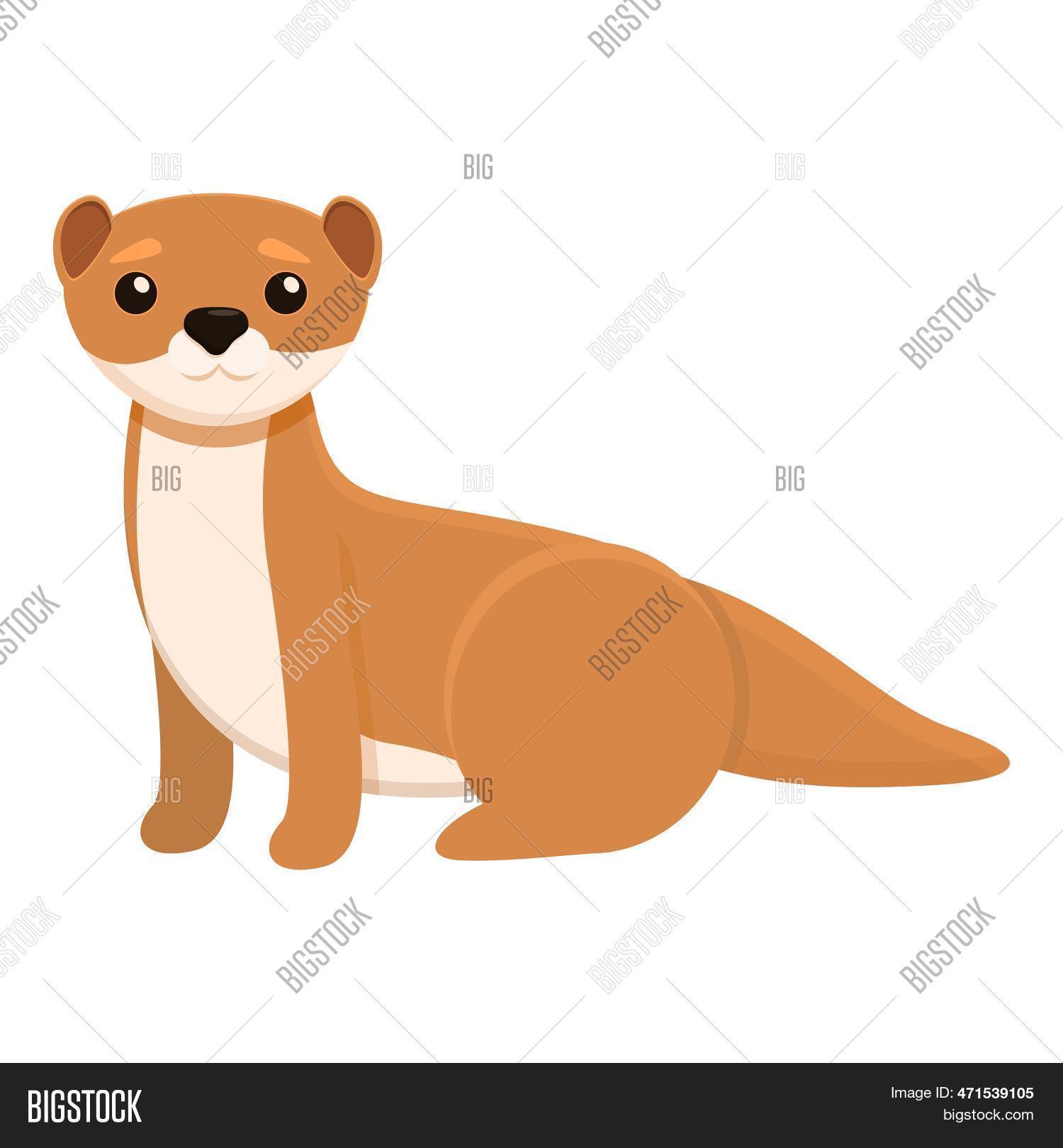 Weasel Mink 图片和照片（免费试用） | Bigstock