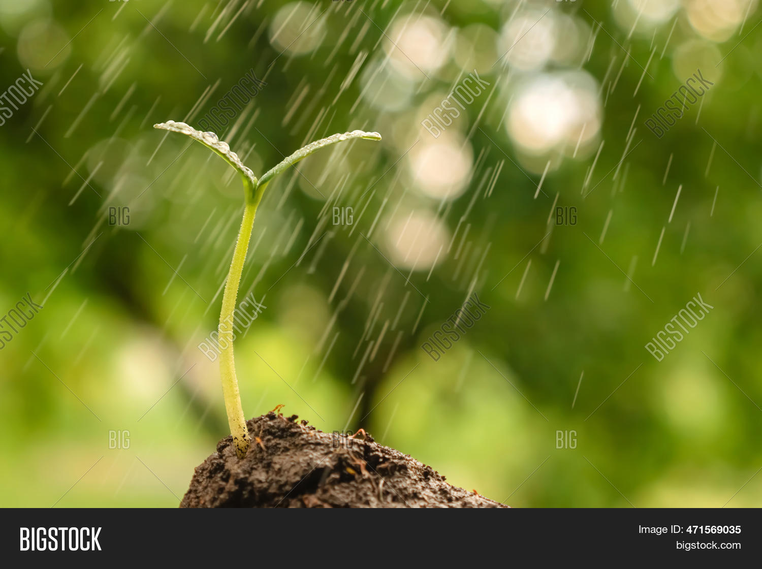 Spray Drops Water Image & Photo (Free Trial) | Bigstock