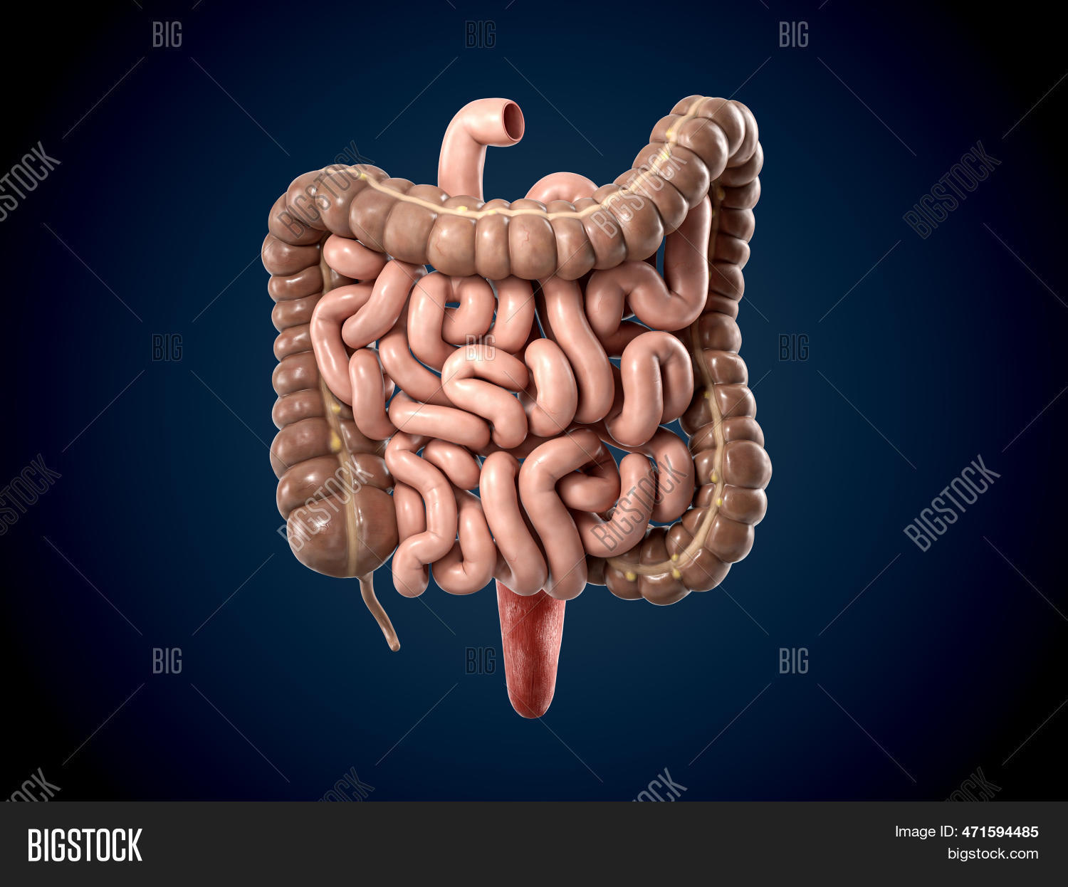 3d Illustration Human Image & Photo (Free Trial) | Bigstock