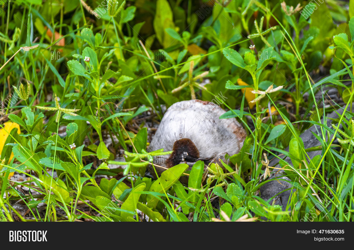 Old Fallen Coconut Image & Photo (Free Trial) | Bigstock