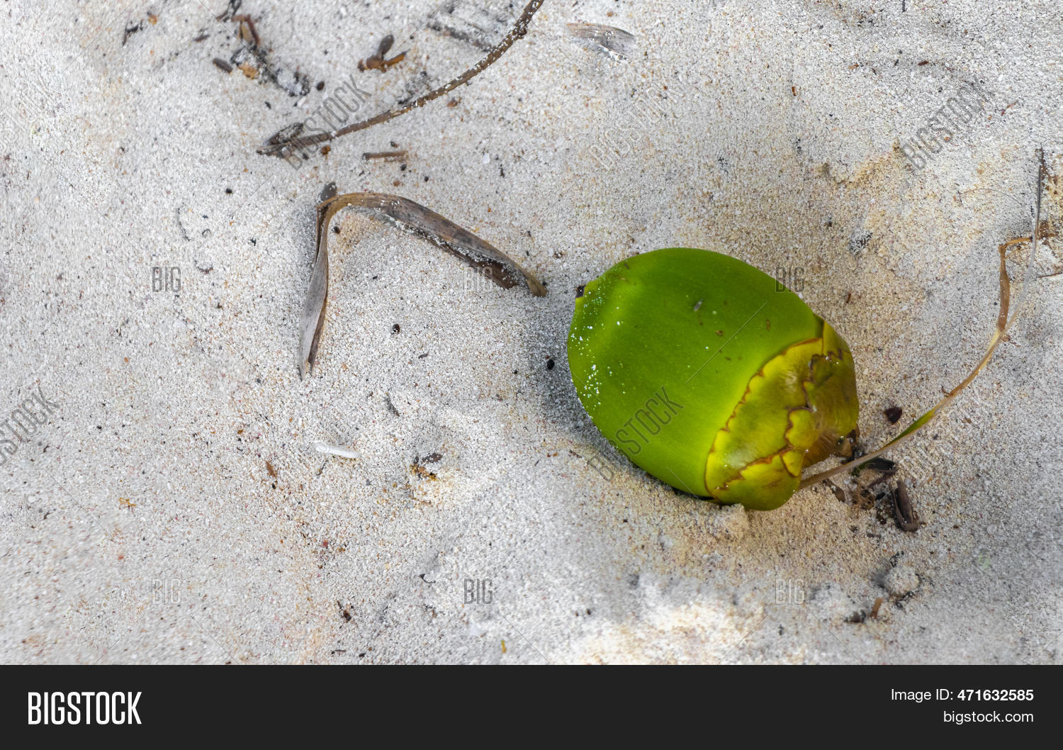 Old Fallen Coconut Image & Photo (Free Trial) | Bigstock