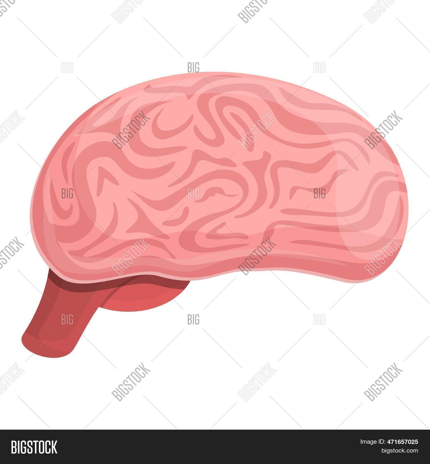 Human Brain Body Icon Image & Photo (Free Trial) | Bigstock