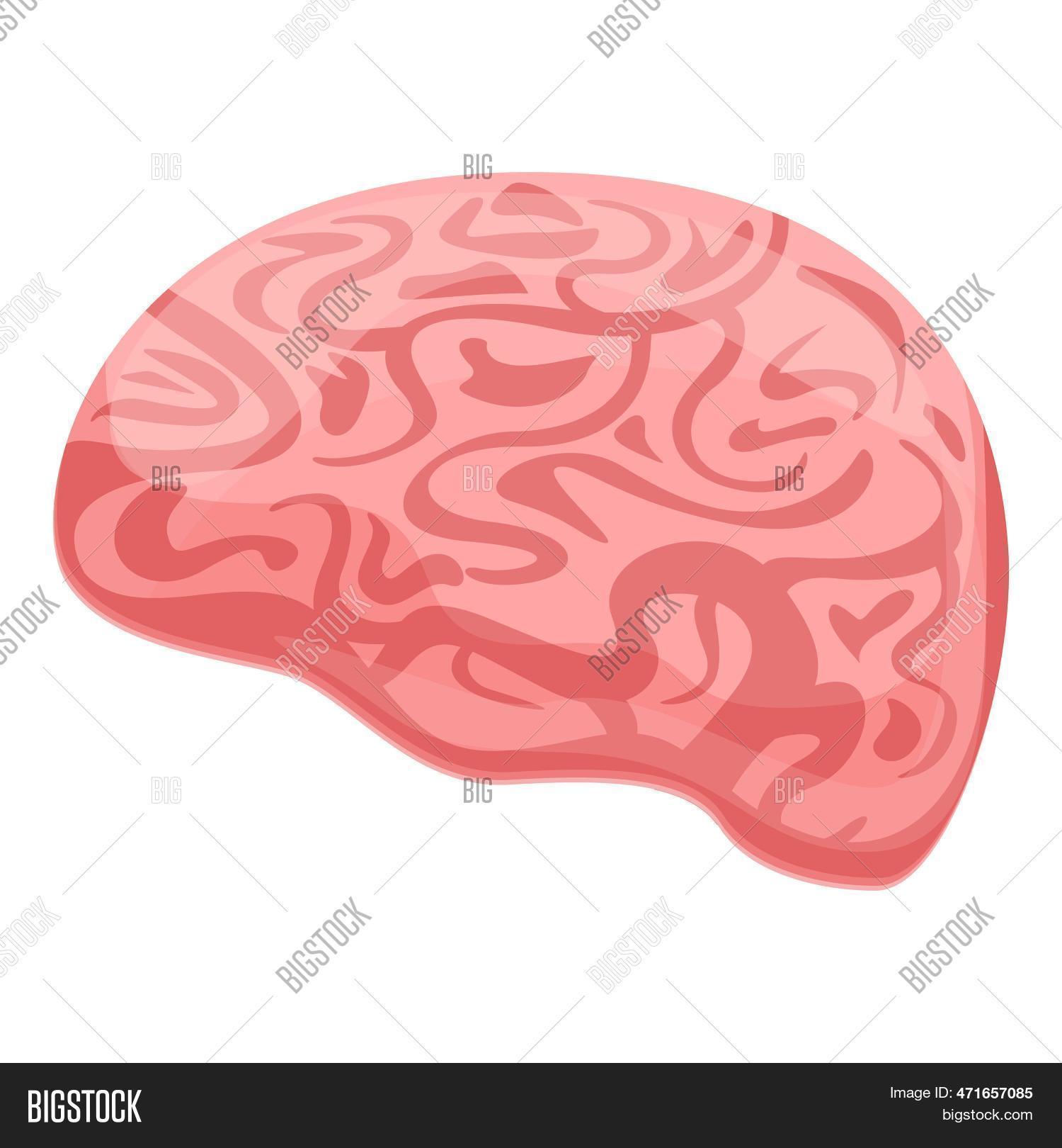 Human Brain Memory Image & Photo (Free Trial) | Bigstock
