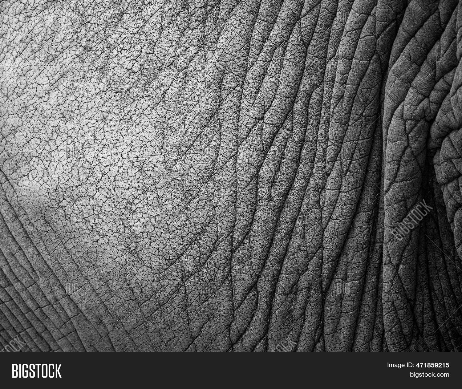 Gray Elephant Skin Image & Photo (Free Trial) | Bigstock