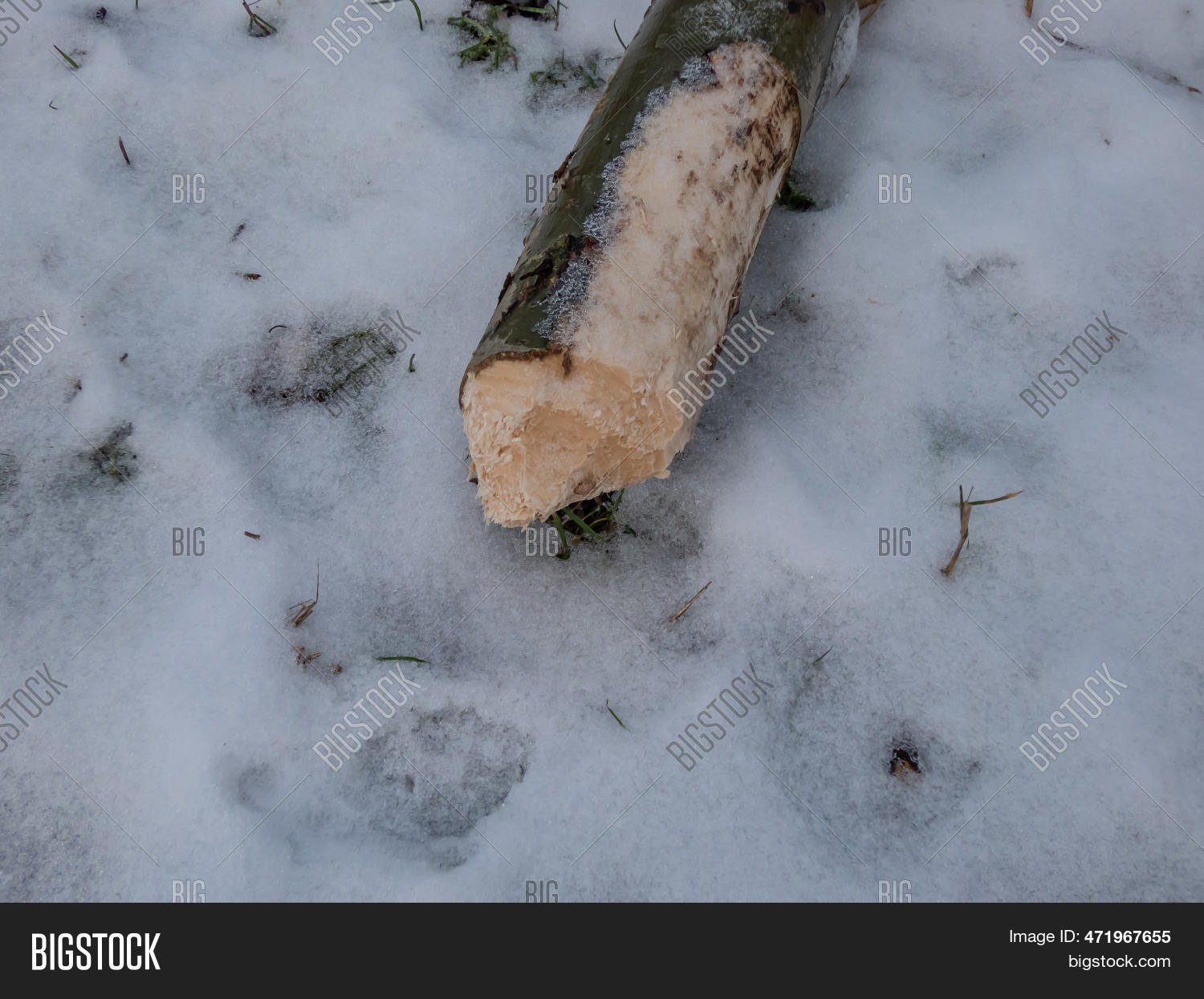 Big Tree Trunk Beaver Image & Photo (Free Trial) | Bigstock