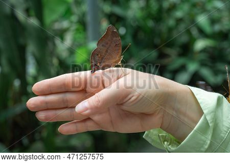 Butterfly On Hand. Image & Photo (Free Trial) | Bigstock