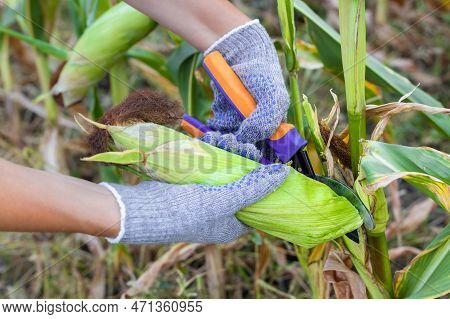 Farmer Harvesting Image & Photo (Free Trial) | Bigstock