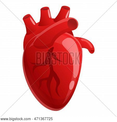 Muscle Human Heart Image & Photo (Free Trial) | Bigstock