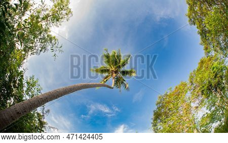 Very Tall Coconut Tree Image & Photo (Free Trial) | Bigstock