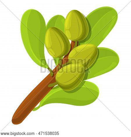 Shea Tree Branch Icon Image & Photo (Free Trial) | Bigstock