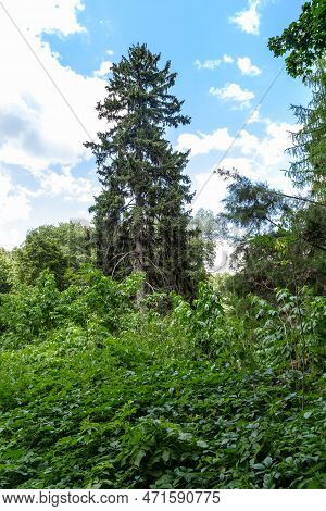 Mixed Forest Image & Photo (Free Trial) | Bigstock