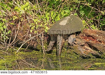 Back View Snapping Image & Photo (Free Trial) | Bigstock
