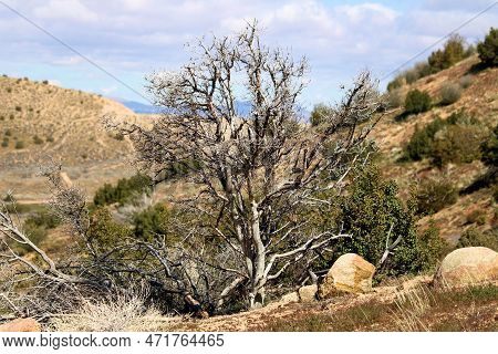 Burnt Chaparral Shrub Image & Photo (Free Trial) | Bigstock