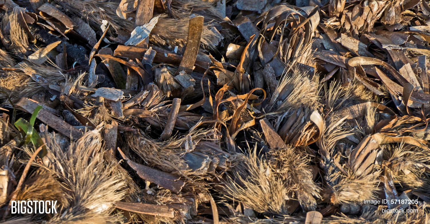 Dead Algae Carpet Image & Photo (Free Trial) | Bigstock