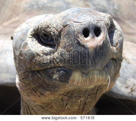TURTLE FACE Image & Photo (Free Trial) | Bigstock