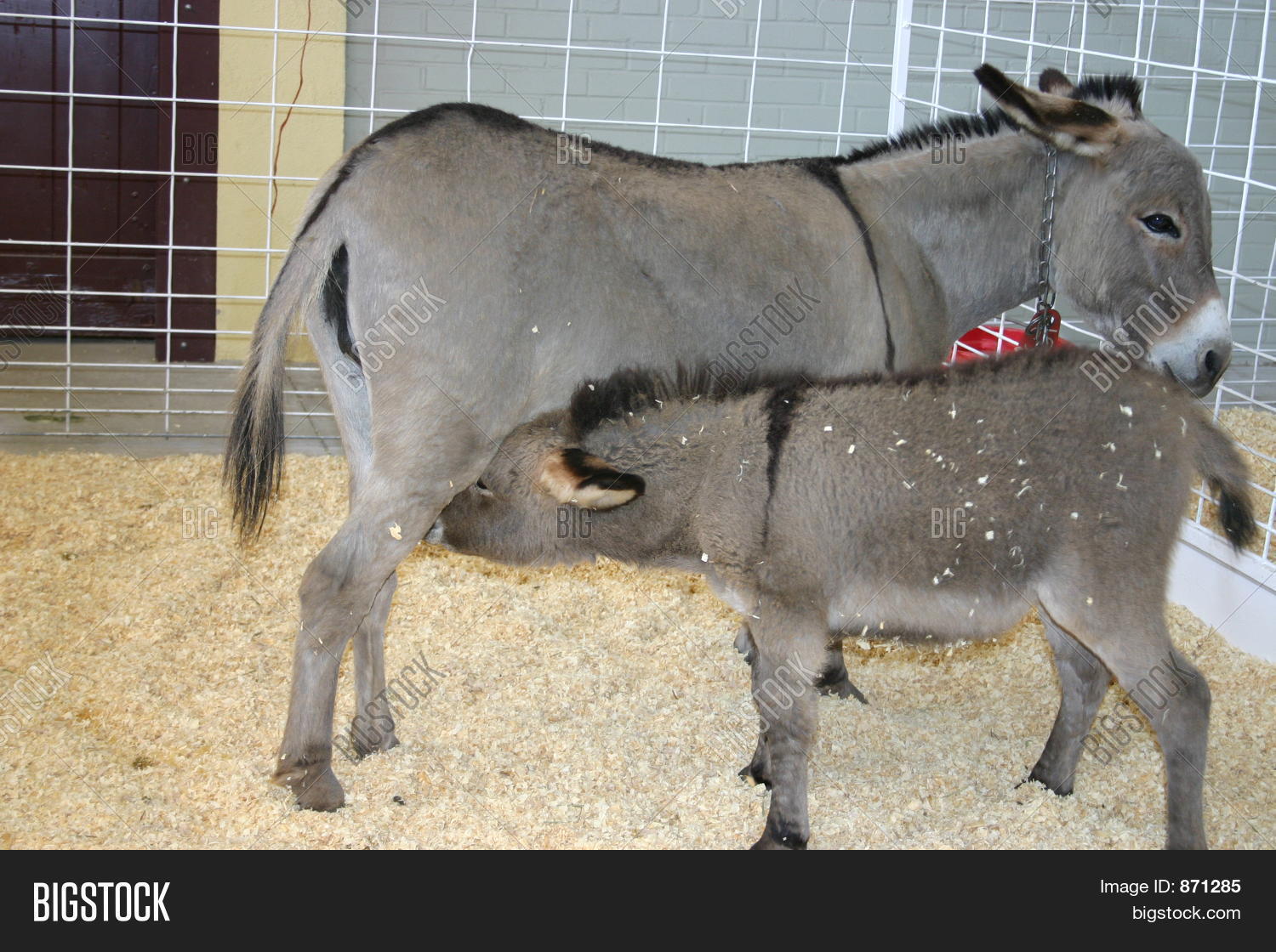 Nursing Donkeys Image & Photo (Free Trial) | Bigstock