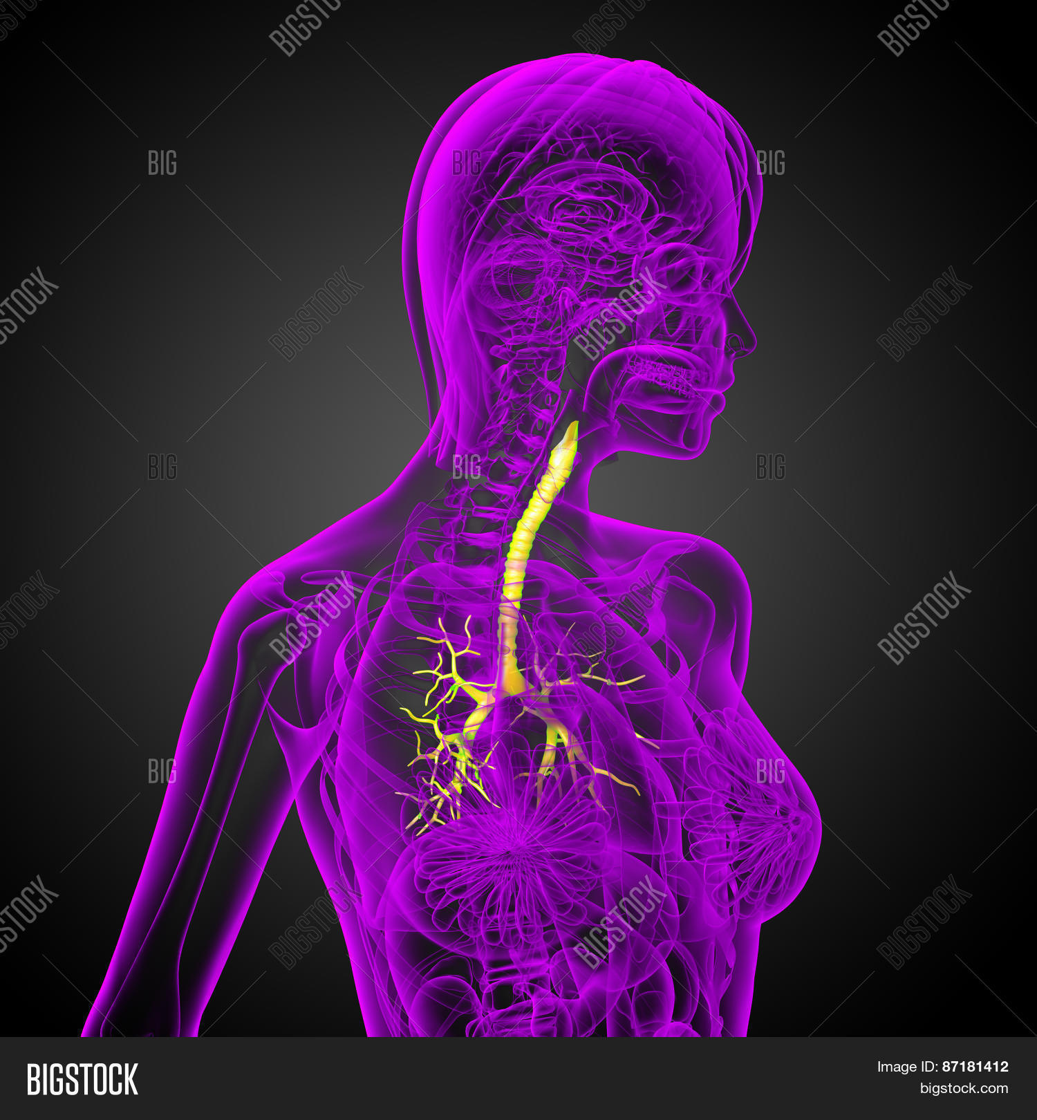 3D Medical Image & Photo (Free Trial) | Bigstock