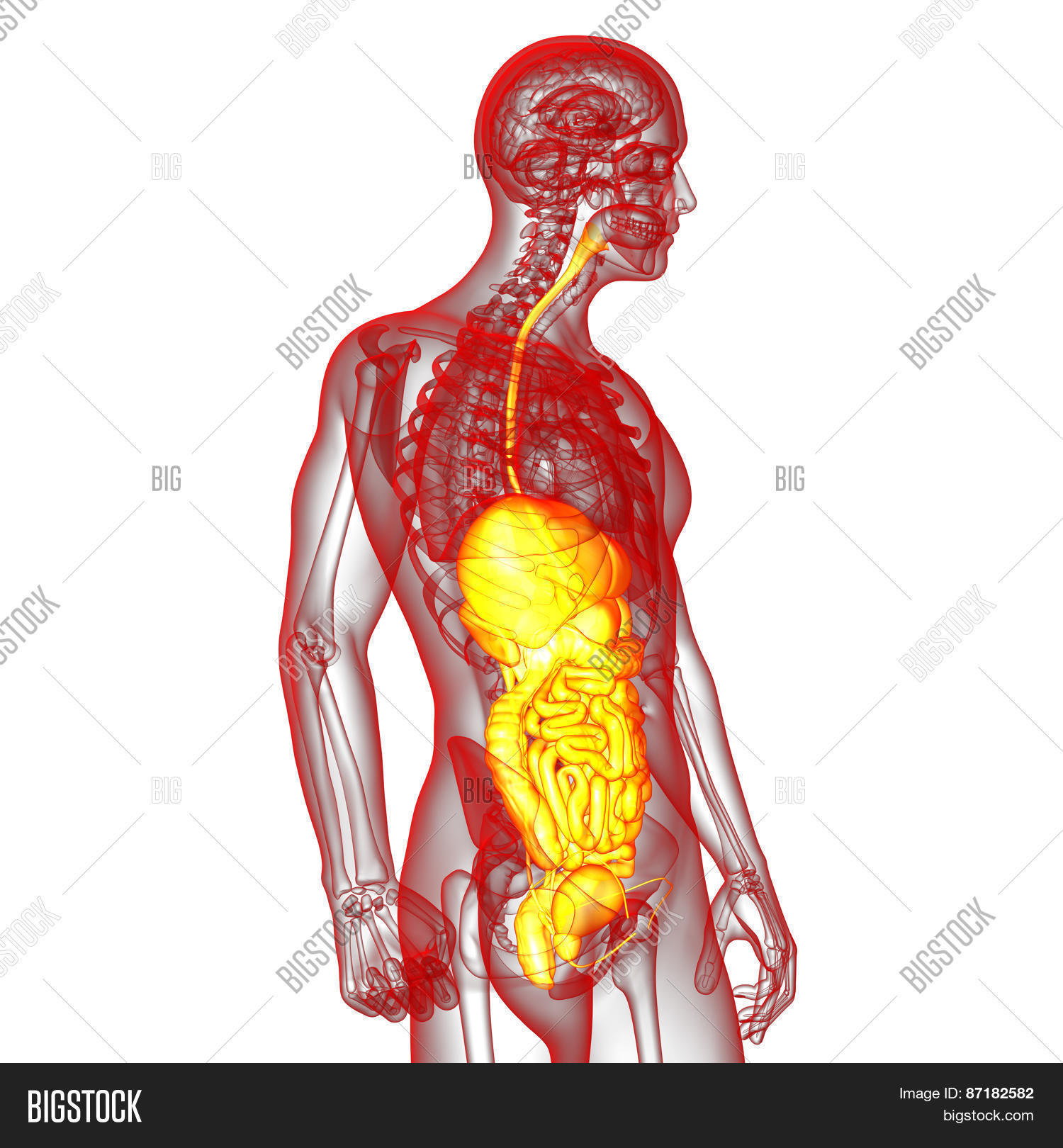 3D Render 이미지 및 사진(무료 체험) | Bigstock