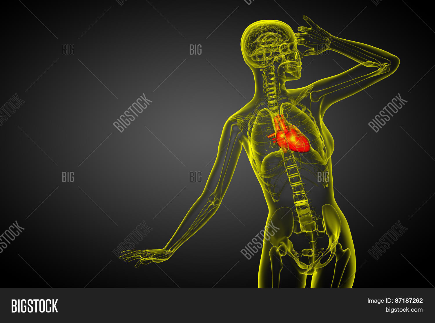 3D Rendered Medical Image & Photo (Free Trial) | Bigstock