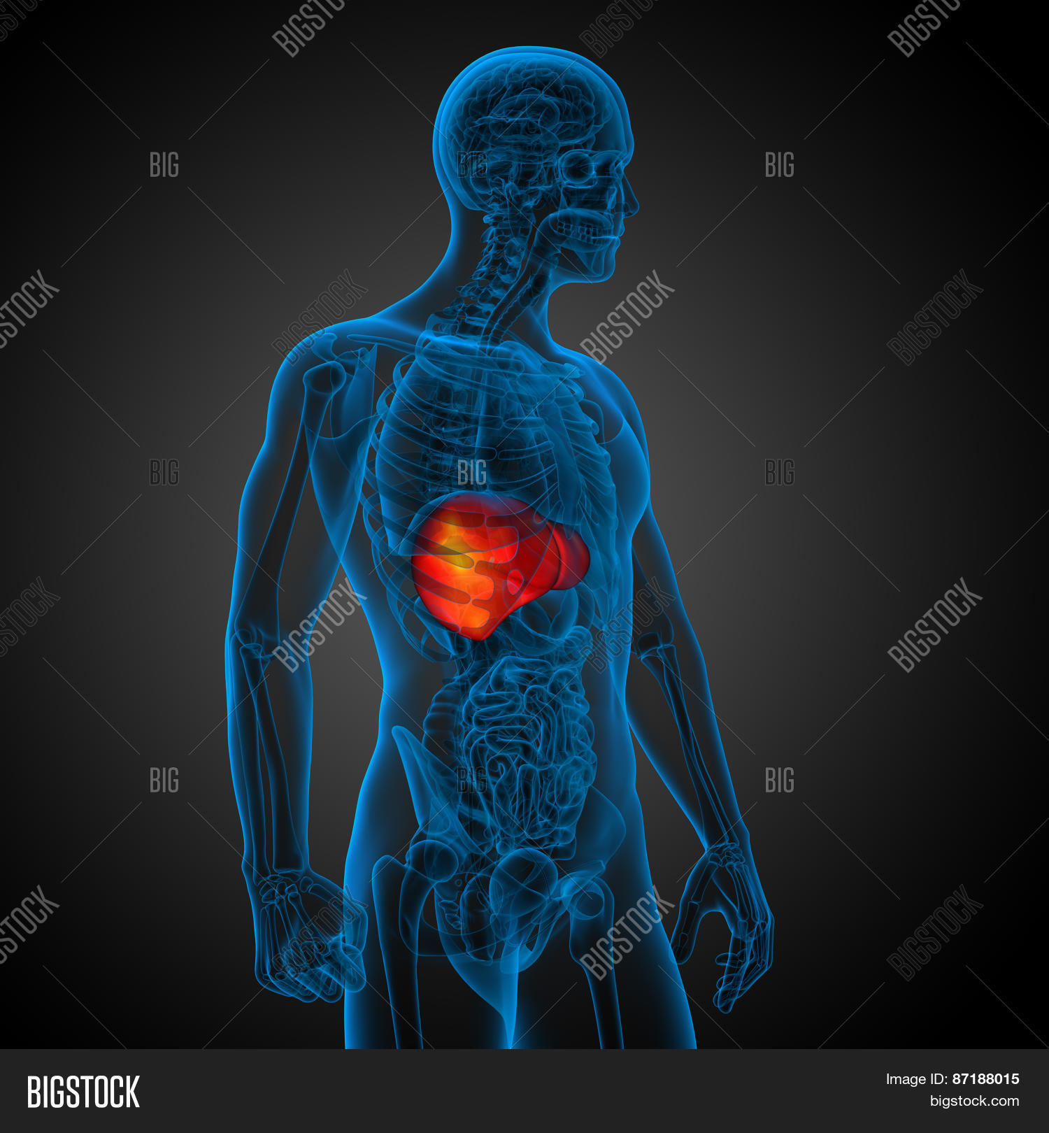 3D Render Medical Image & Photo (Free Trial) | Bigstock