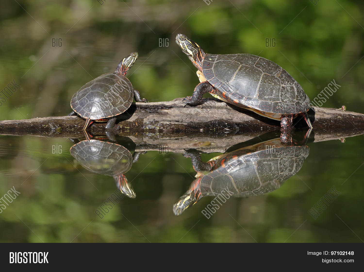 Pair Painted Turtles Image & Photo (Free Trial) | Bigstock